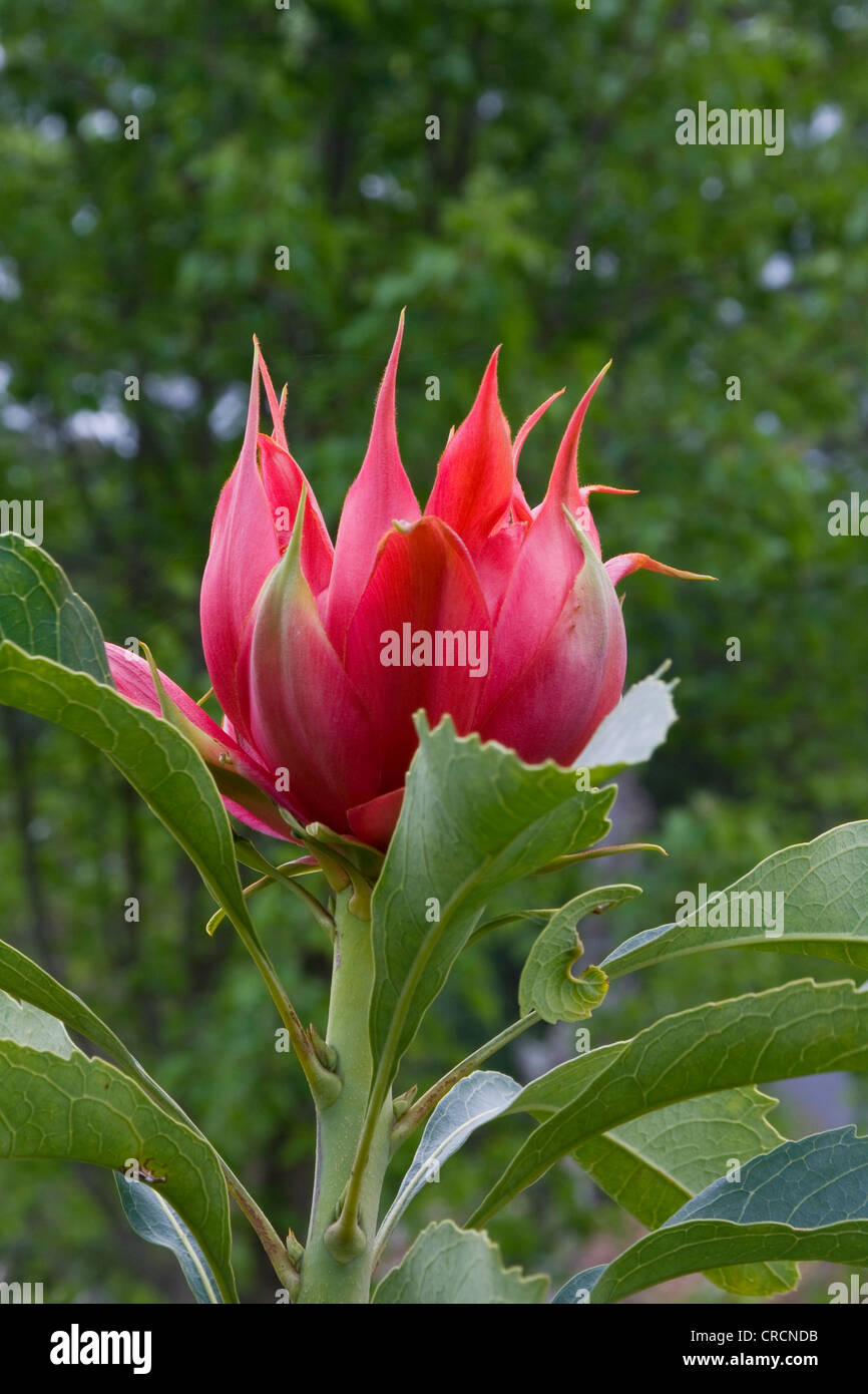 State flower of nsw hi-res stock photography and images - Alamy