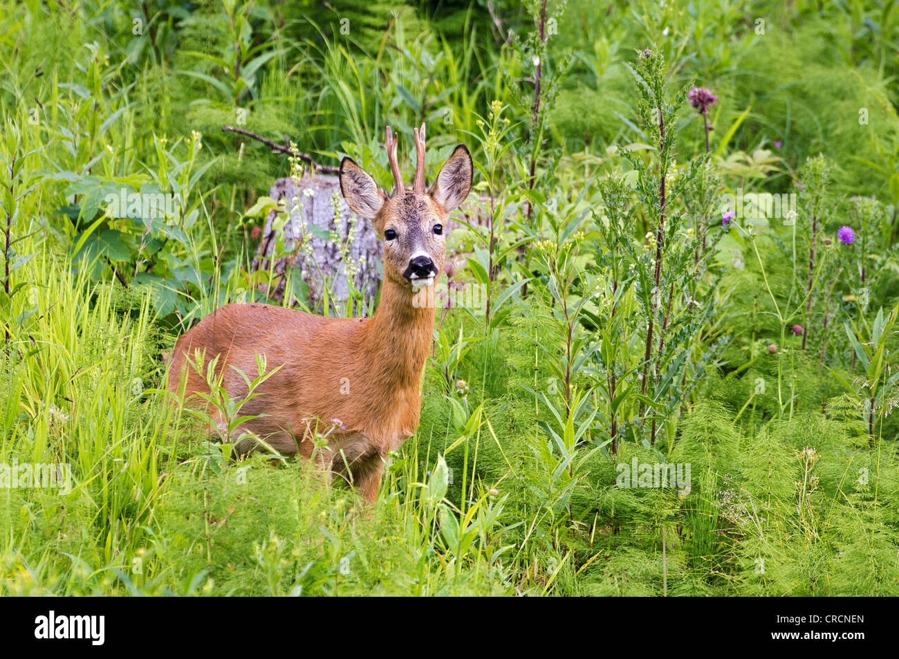 Roe Deer (Capreolus capreolus), Tyrol, Austria, Europe Stock Photo - Alamy