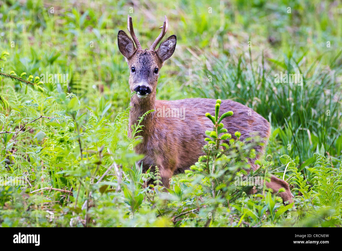 Roe Deer (Capreolus capreolus), Tyrol, Austria, Europe Stock Photo - Alamy