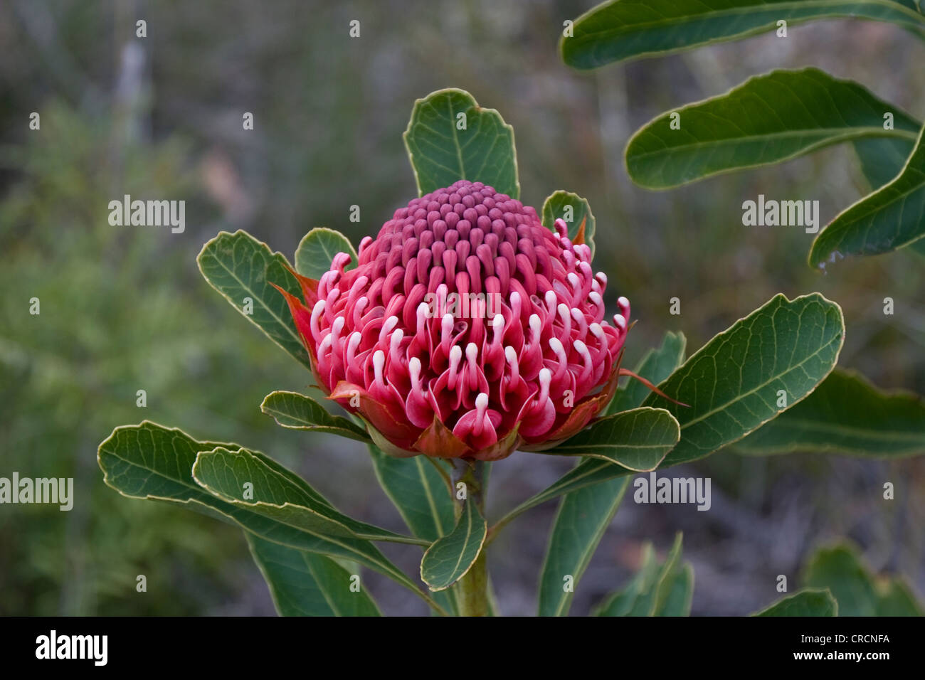 Waratah with leaves hi-res stock photography and images - Alamy