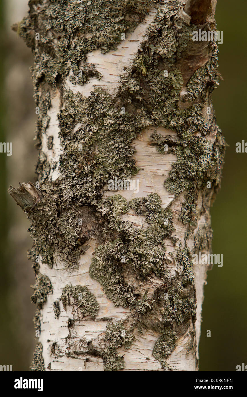 Silver Birch, Abernethy Forest, Cairngorms, Scotland Stock Photo - Alamy