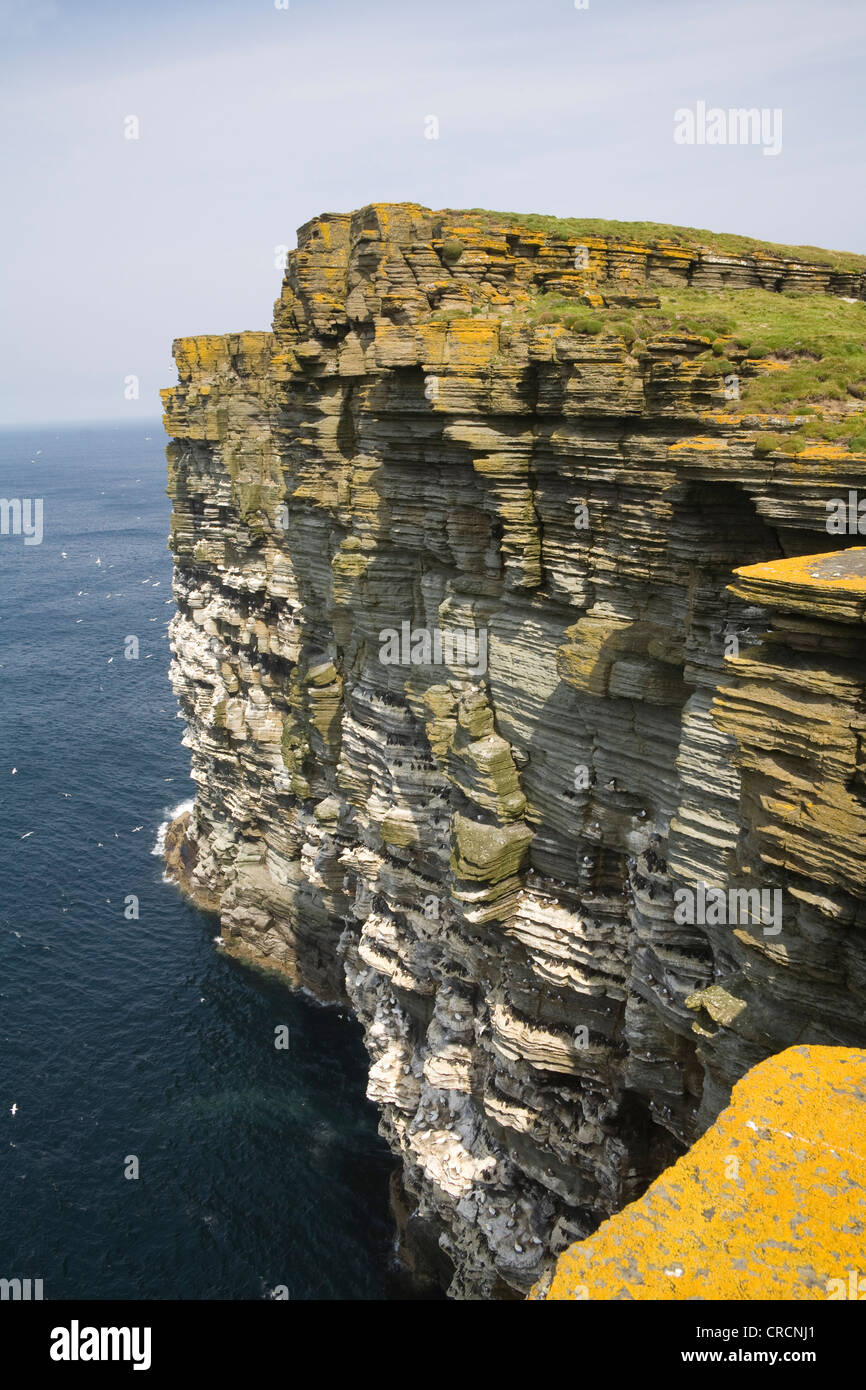 Westray Orkney Island May Precipitous rocky cliffs of Noup Head RSPB ...