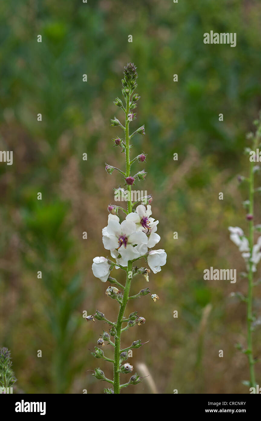Moth Mullein, Verbascum blattaria, white form Stock Photo - Alamy
