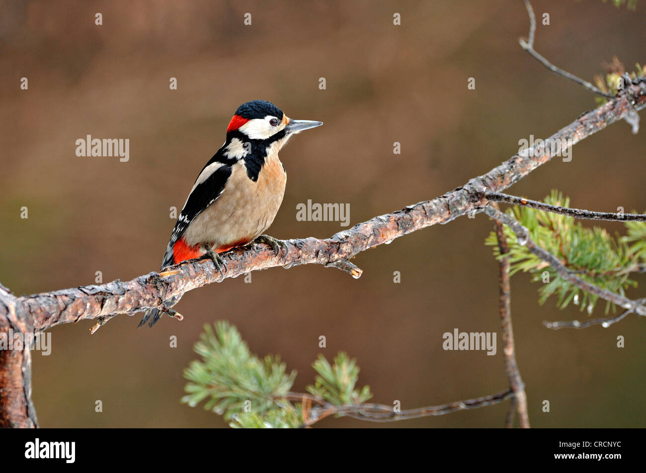 Picoides Major High Resolution Stock Photography and Images - Alamy