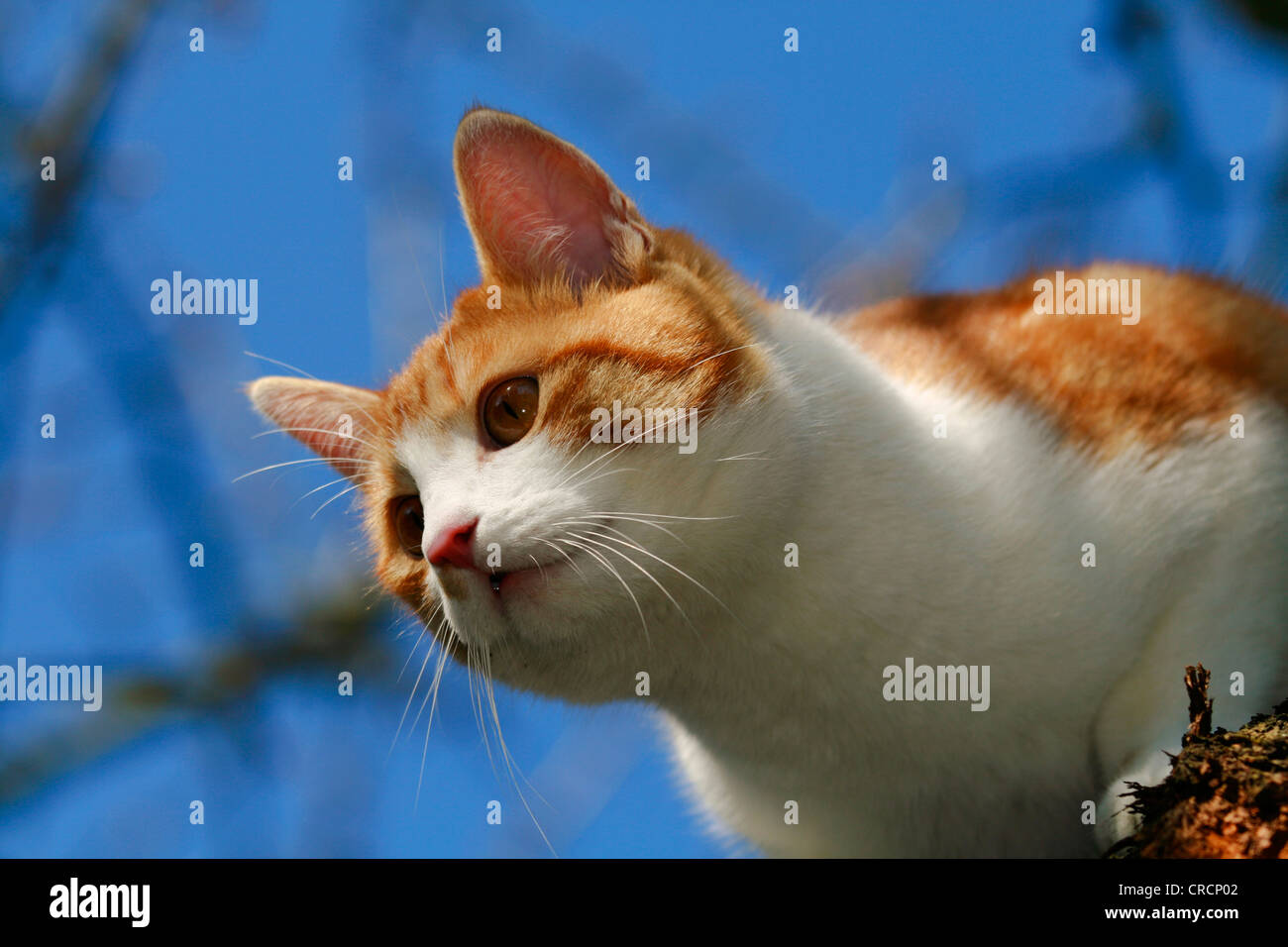 domestic cat, house cat (Felis silvestris f. catus), cat on a tree ...