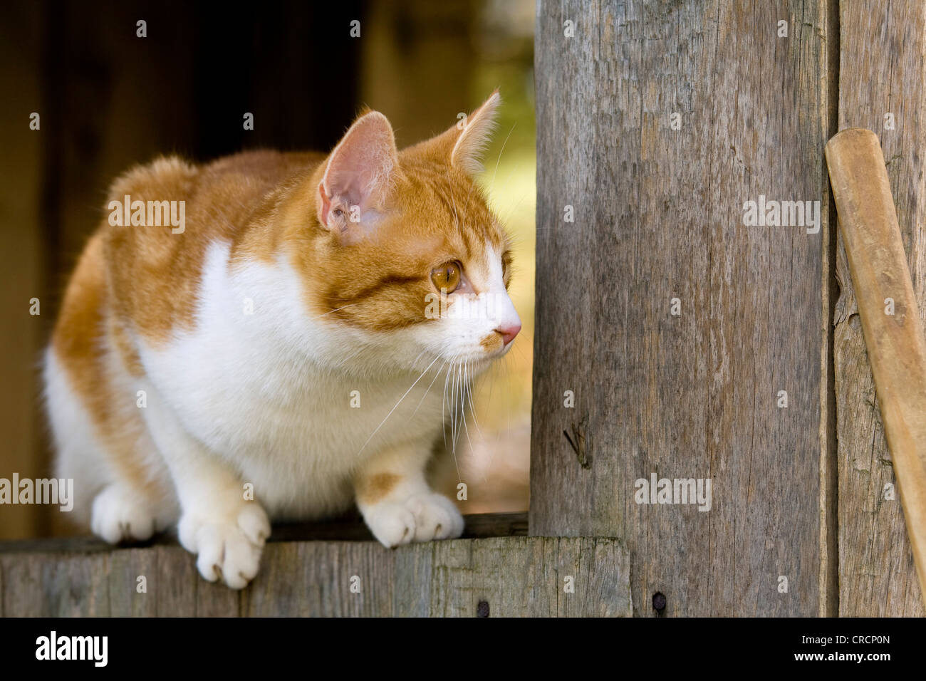 Cat eye side view hi-res stock photography and images - Alamy