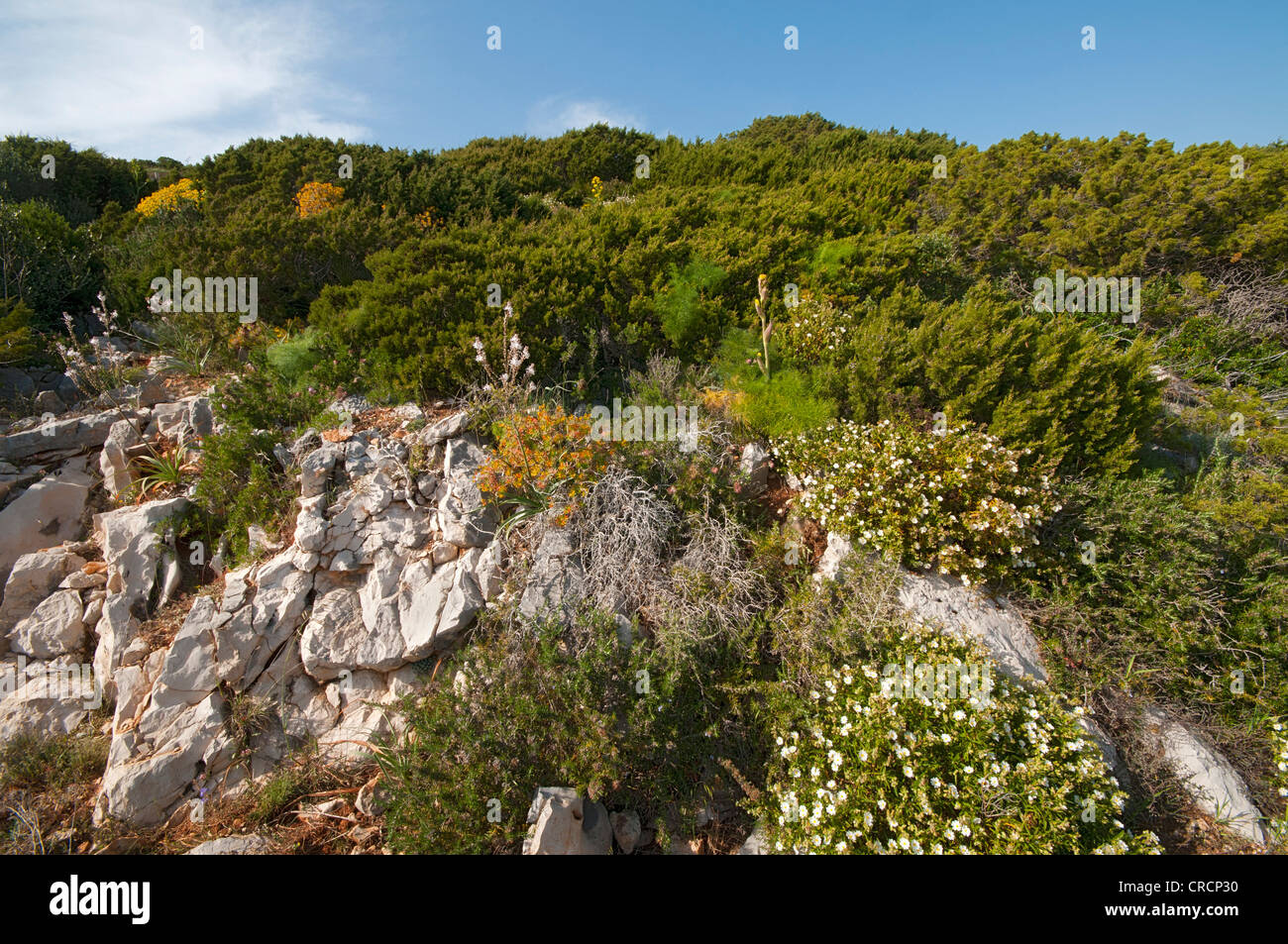 Macchia scrubland, Sardinia, Italy, Europe Stock Photo - Alamy