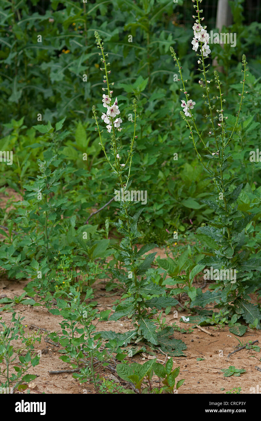 Moth Mullein, Verbascum blattaria, white form Stock Photo - Alamy