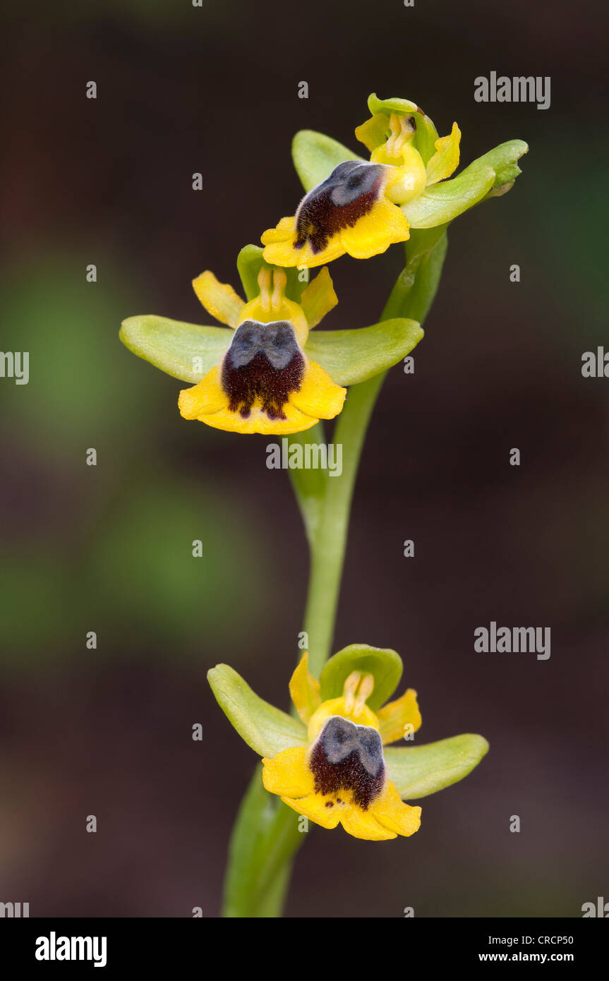 Yellow Ophrys (Ophrys lutea), Sardinia, Italy, Europe Stock Photo - Alamy