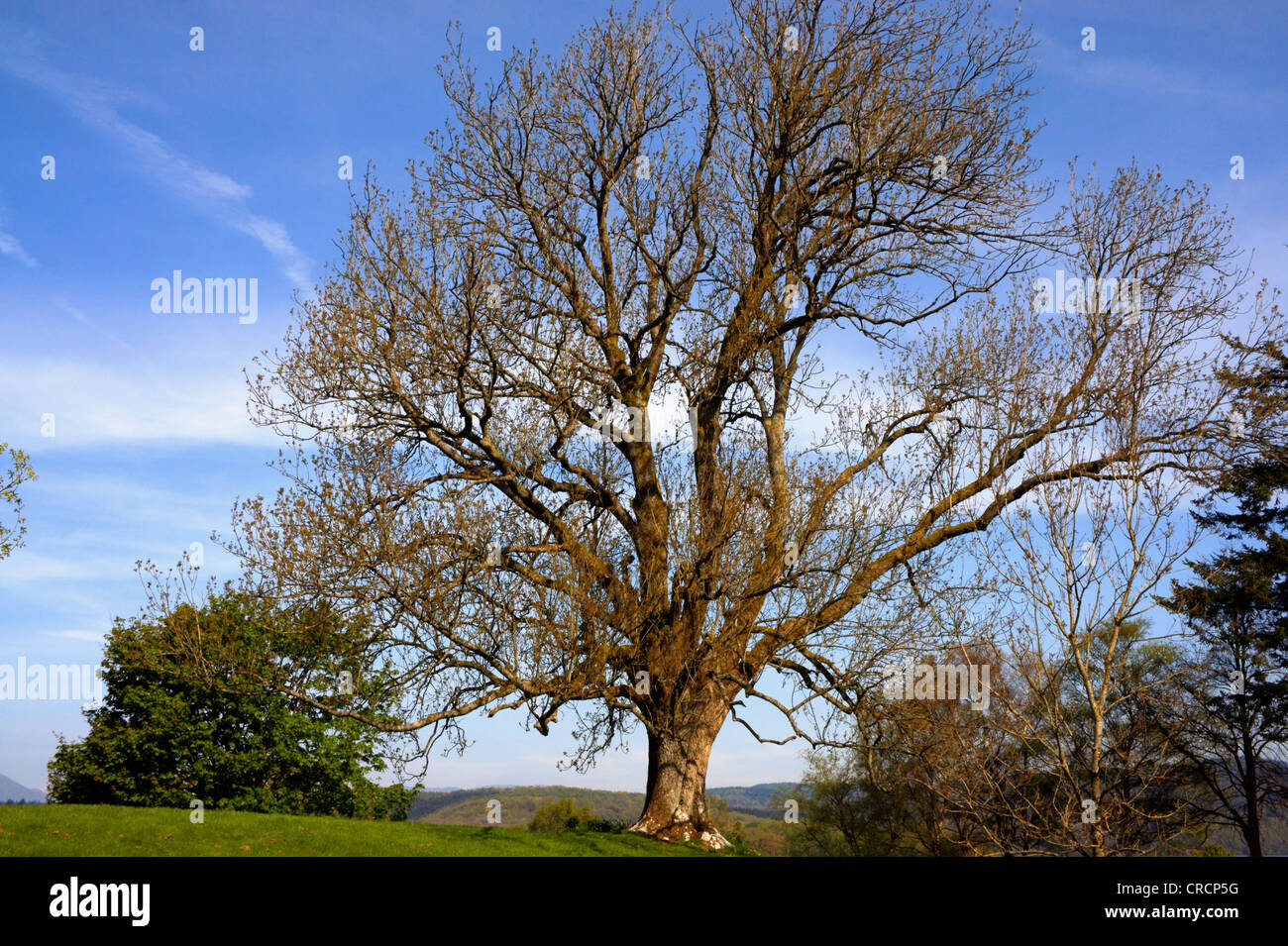 Deciduous woody perennial tree hi-res stock photography and images - Alamy