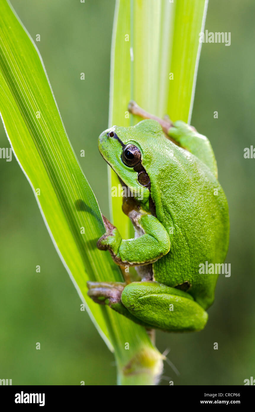 European tree frog treefrog hi-res stock photography and images - Alamy