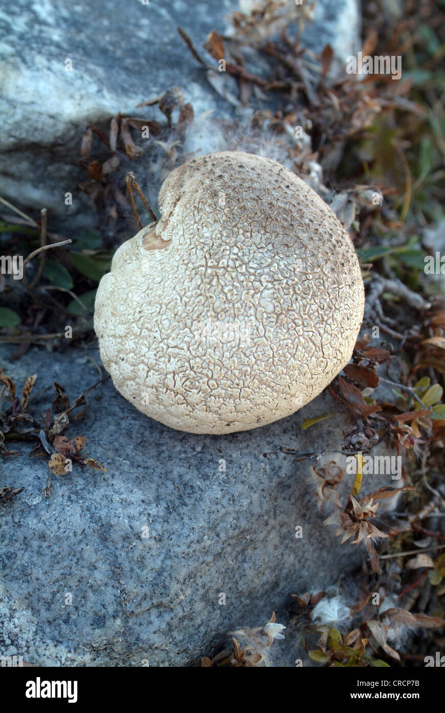 Earth ball (Scleroderma sp.), Tyrol, Austria, Europe Stock Photo - Alamy