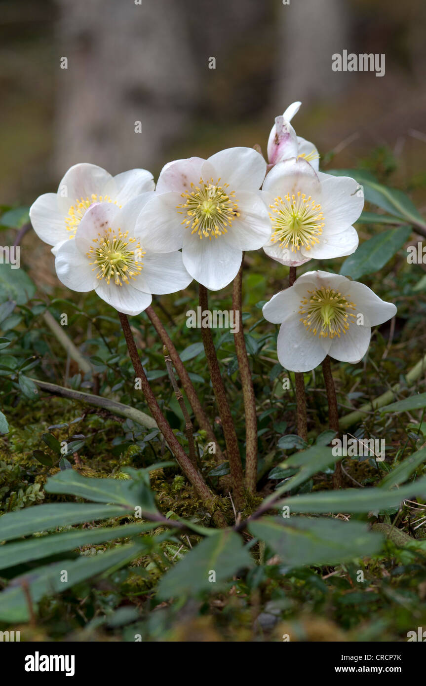 What Christmas Is A Rose