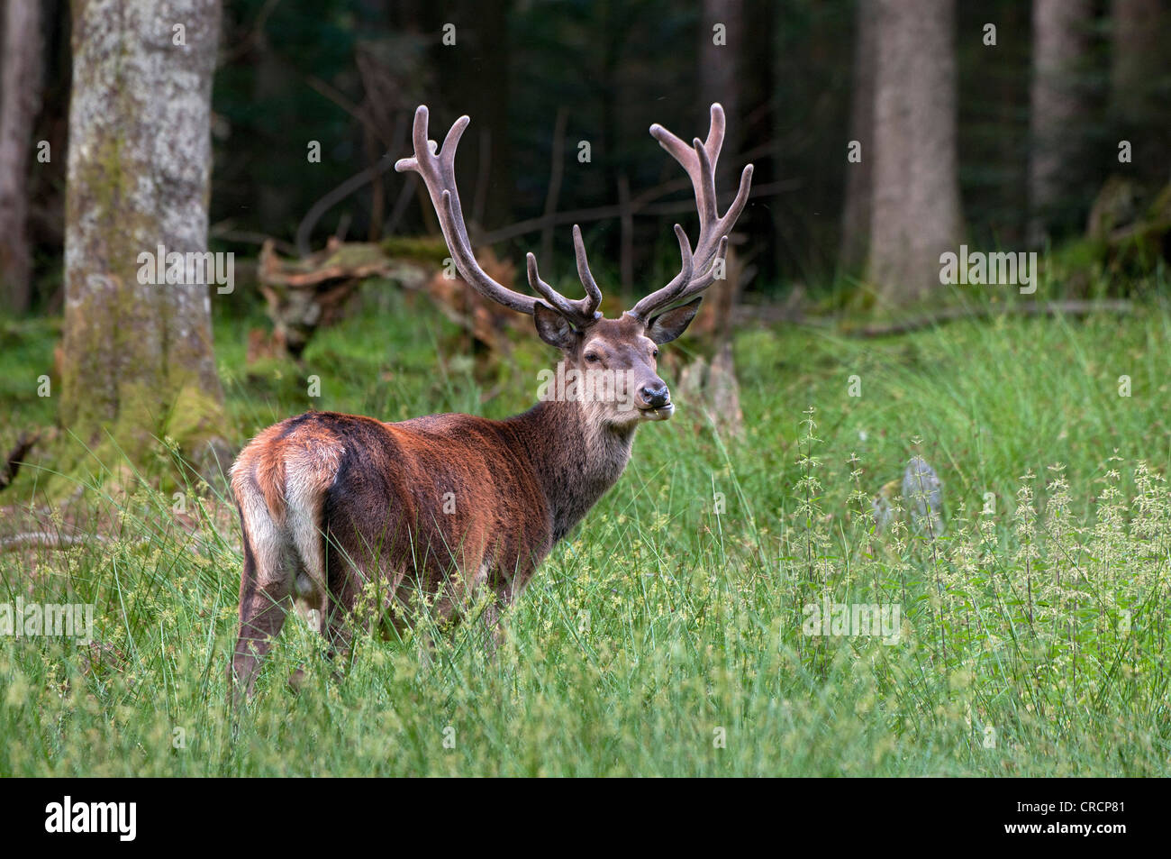 Red Deer (Cervus elaphus), stag, Bavarian Forest National Park, Bavaria ...