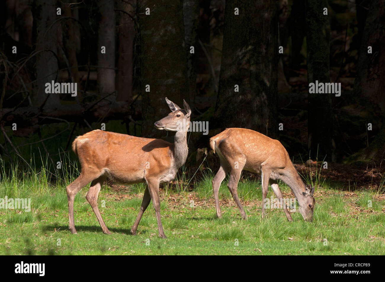 National park eat the bavarian forest hi-res stock photography and ...