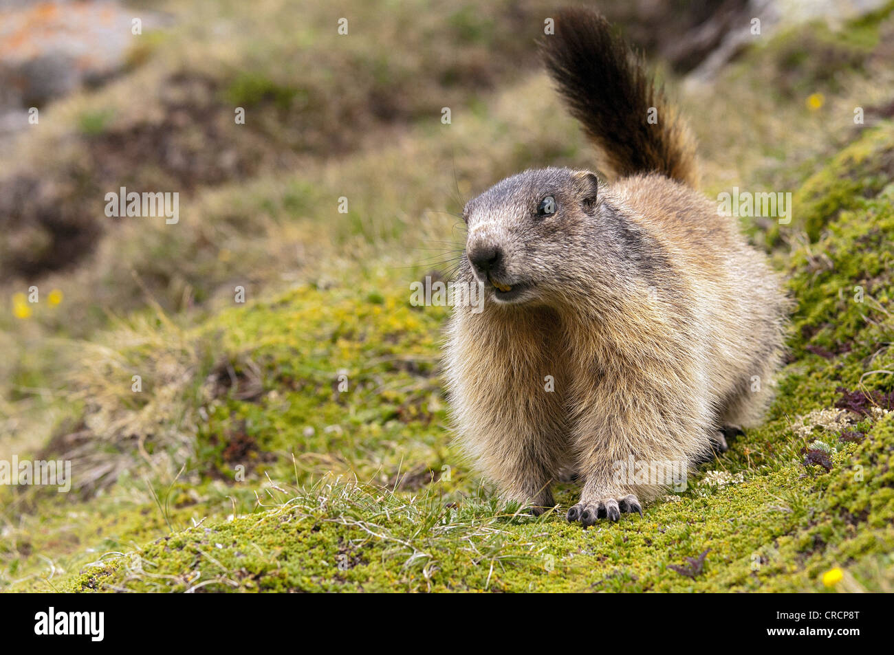 Alpine Marmot (Marmota marmota), Hohe Tauern National Park, Carinthia ...
