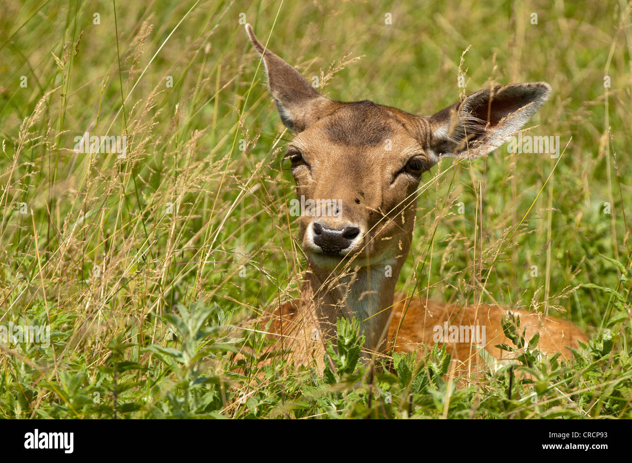 Fallow Deer (Dama dama), female, Lainzer Tiergarten wildlife preserve ...