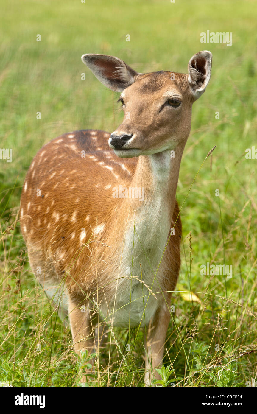 Fallow Deer (Dama dama), female, Lainzer Tiergarten wildlife preserve ...