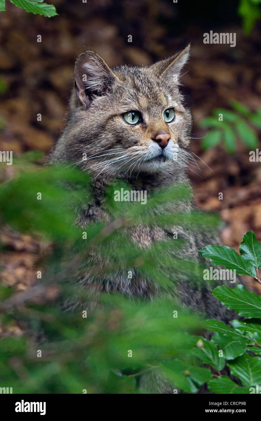 Forest wildcat felis hi-res stock photography and images - Alamy
