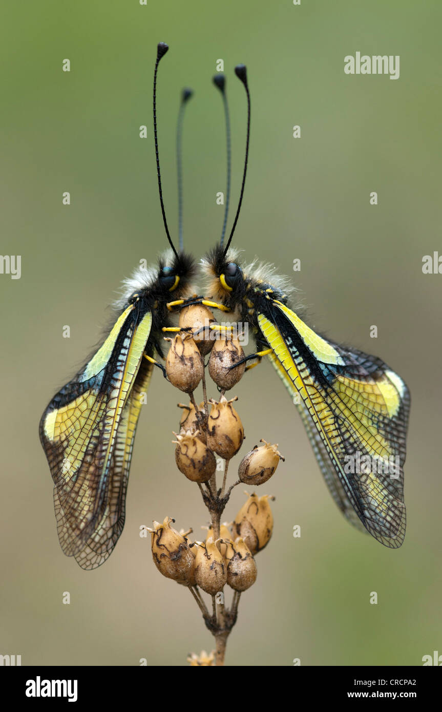 Owly Sulphur or Owlfly (Libelloides coccajus), Feldthurns, South Tyrol ...