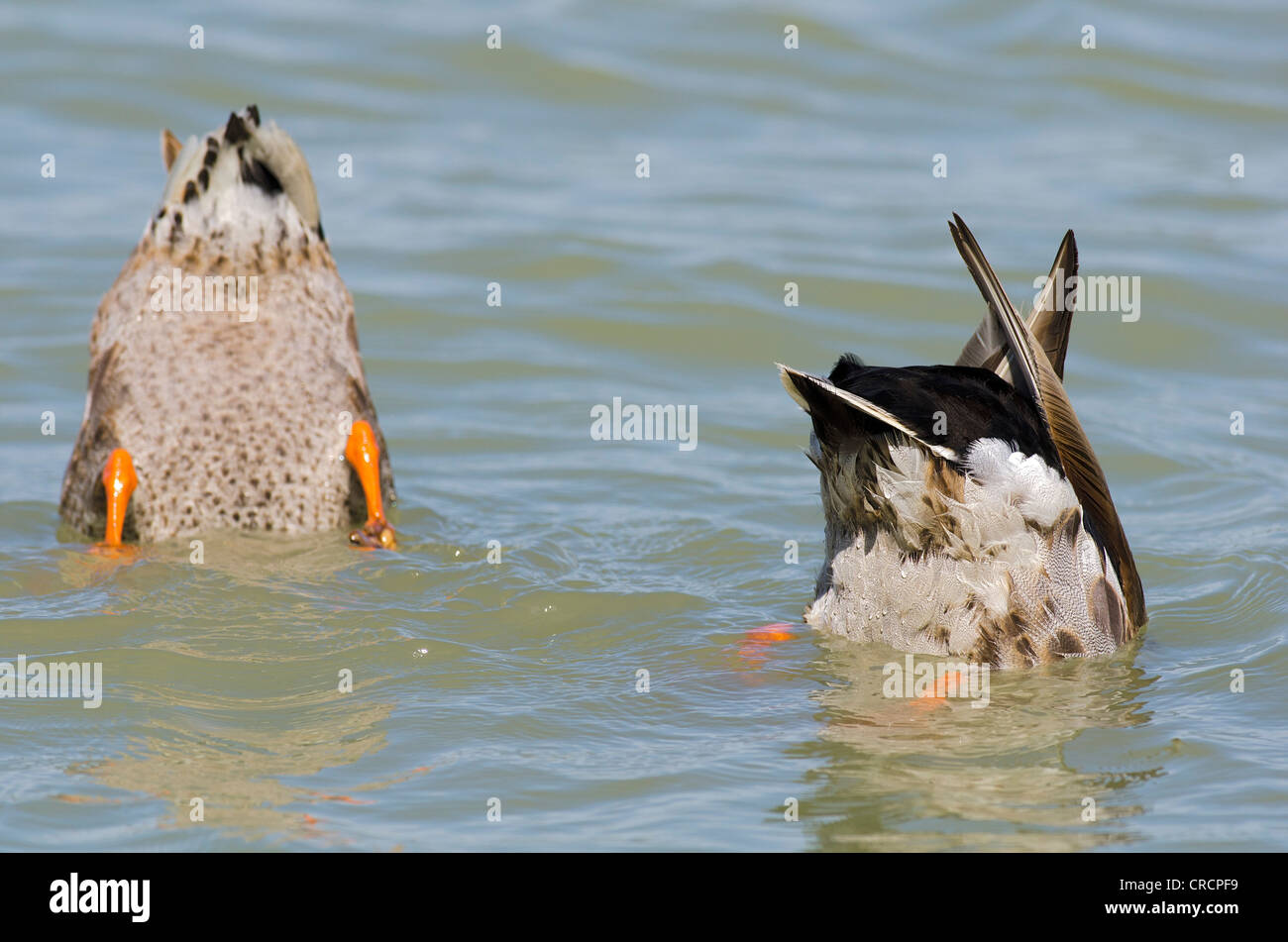 Duck Bottom High Resolution Stock Photography and Images - Alamy