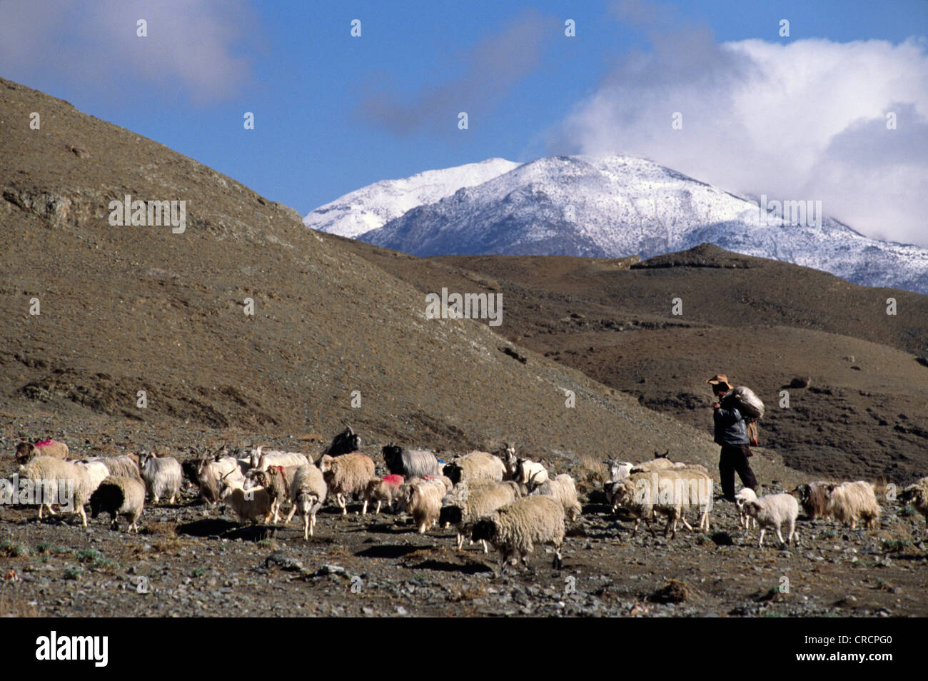 Sheepherder snow hi-res stock photography and images - Alamy