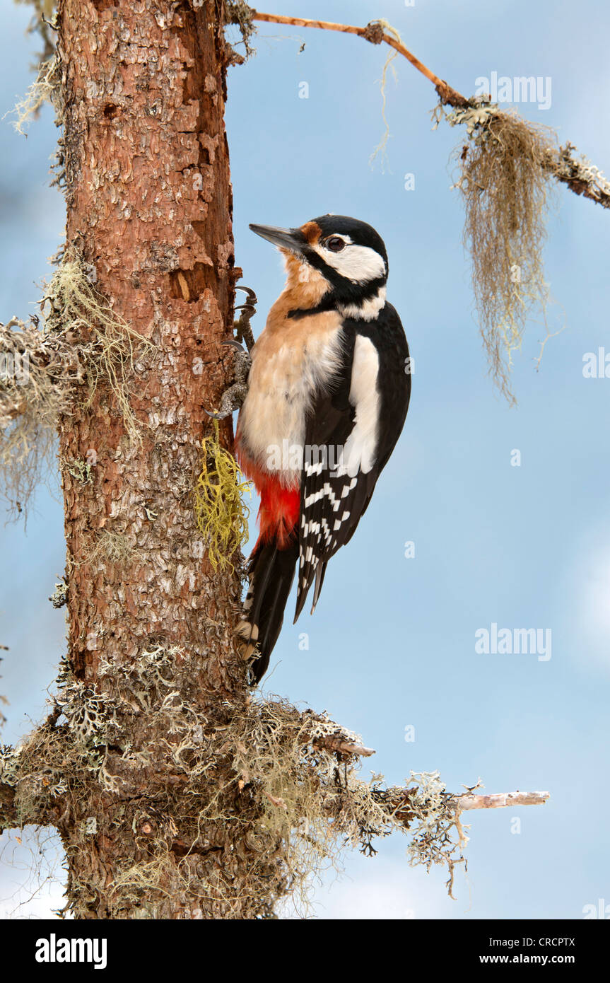 Picoides hi-res stock photography and images - Alamy