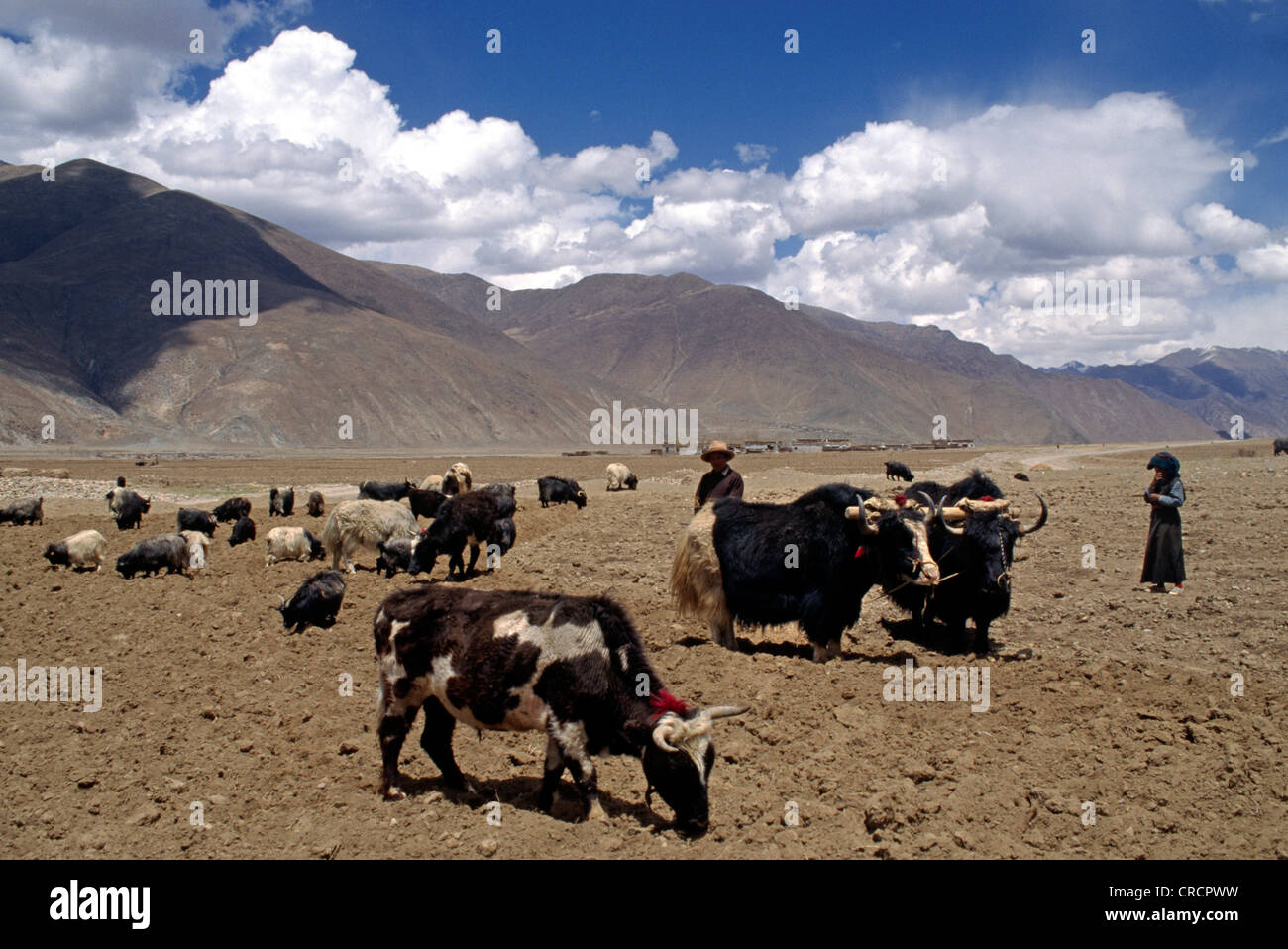 Goat farming china hi-res stock photography and images - Alamy