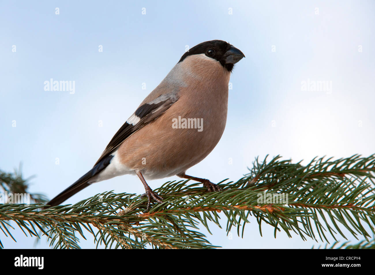 Bullfinch singing hi-res stock photography and images - Alamy
