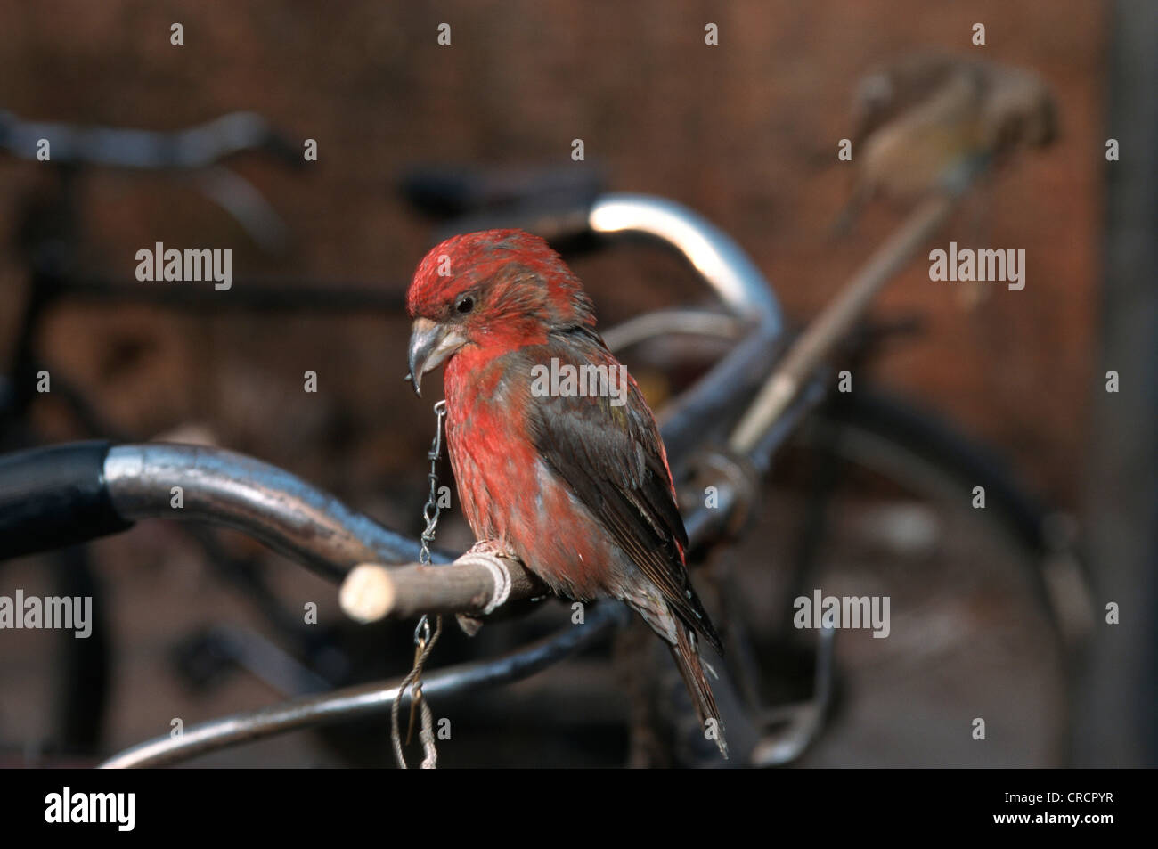 Side tied hi-res stock photography and images - Alamy
