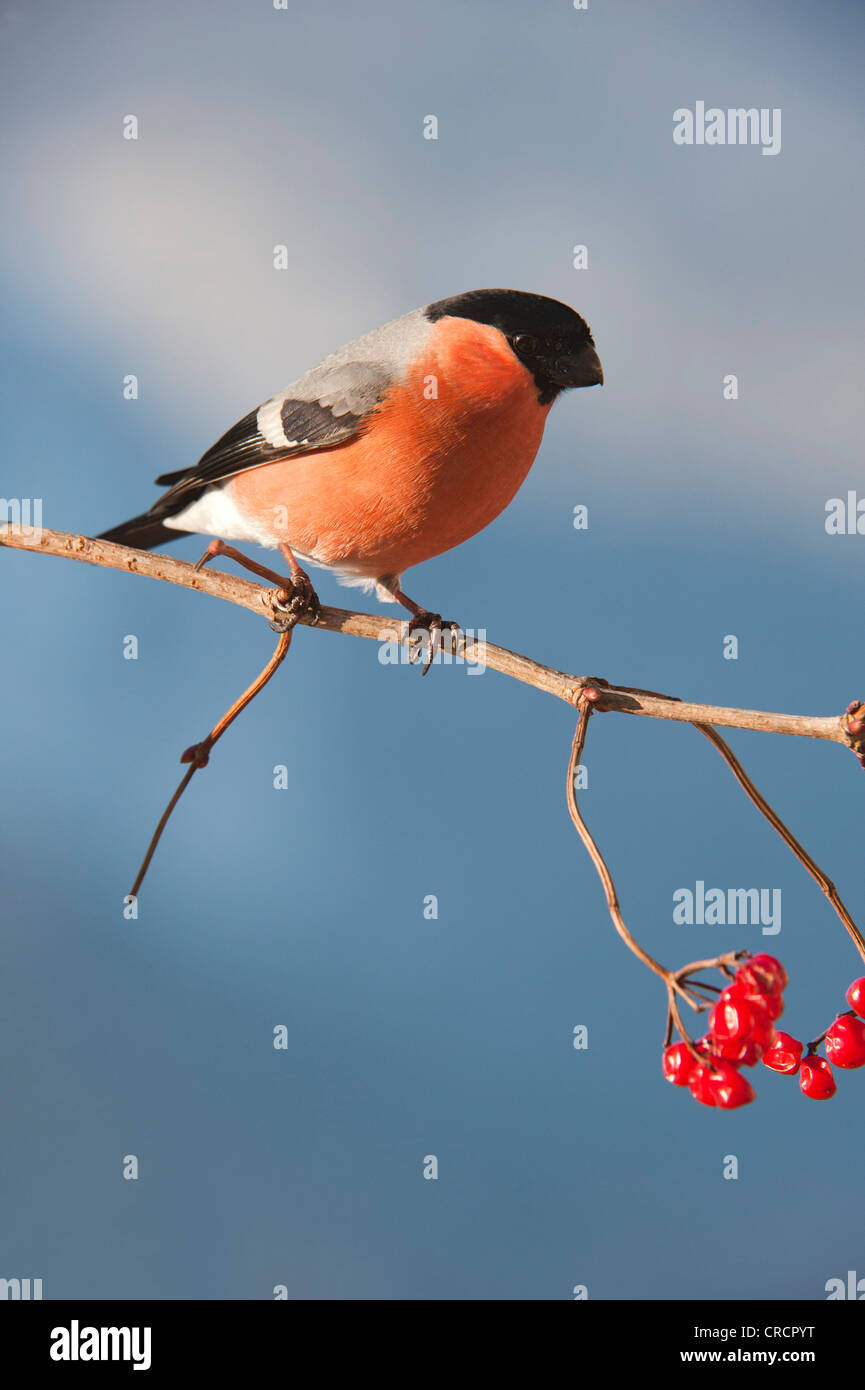 Bullfinch singing hi-res stock photography and images - Alamy