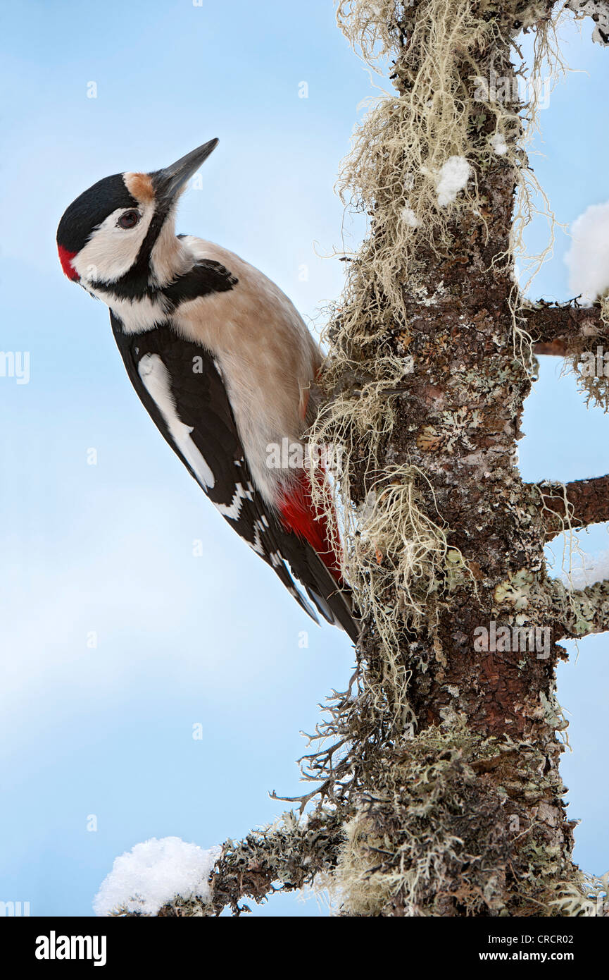 Picoides hi-res stock photography and images - Alamy