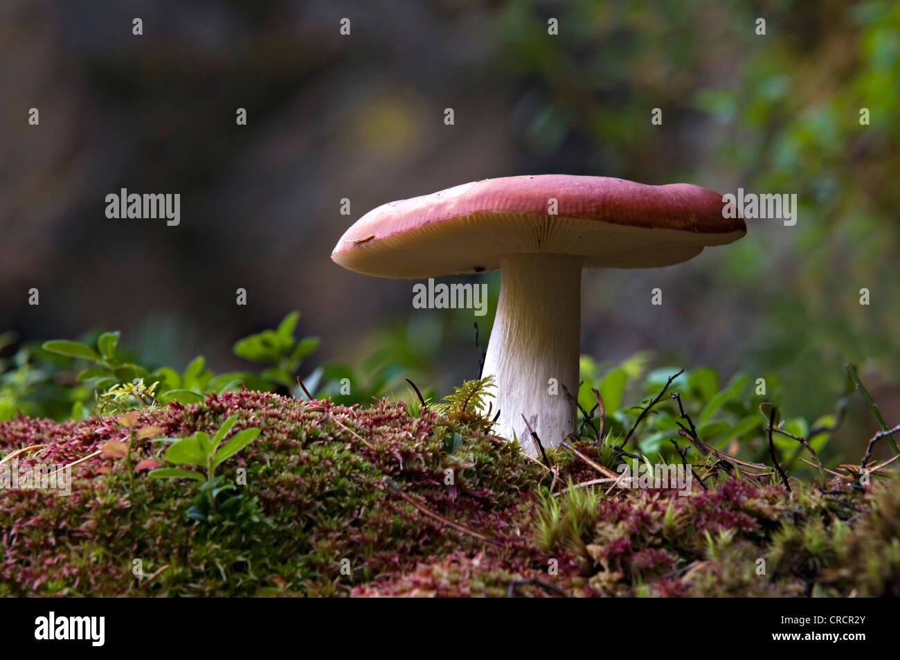 Entire russula (Russula integra), Pillersattel mountain pass, Tyrol ...