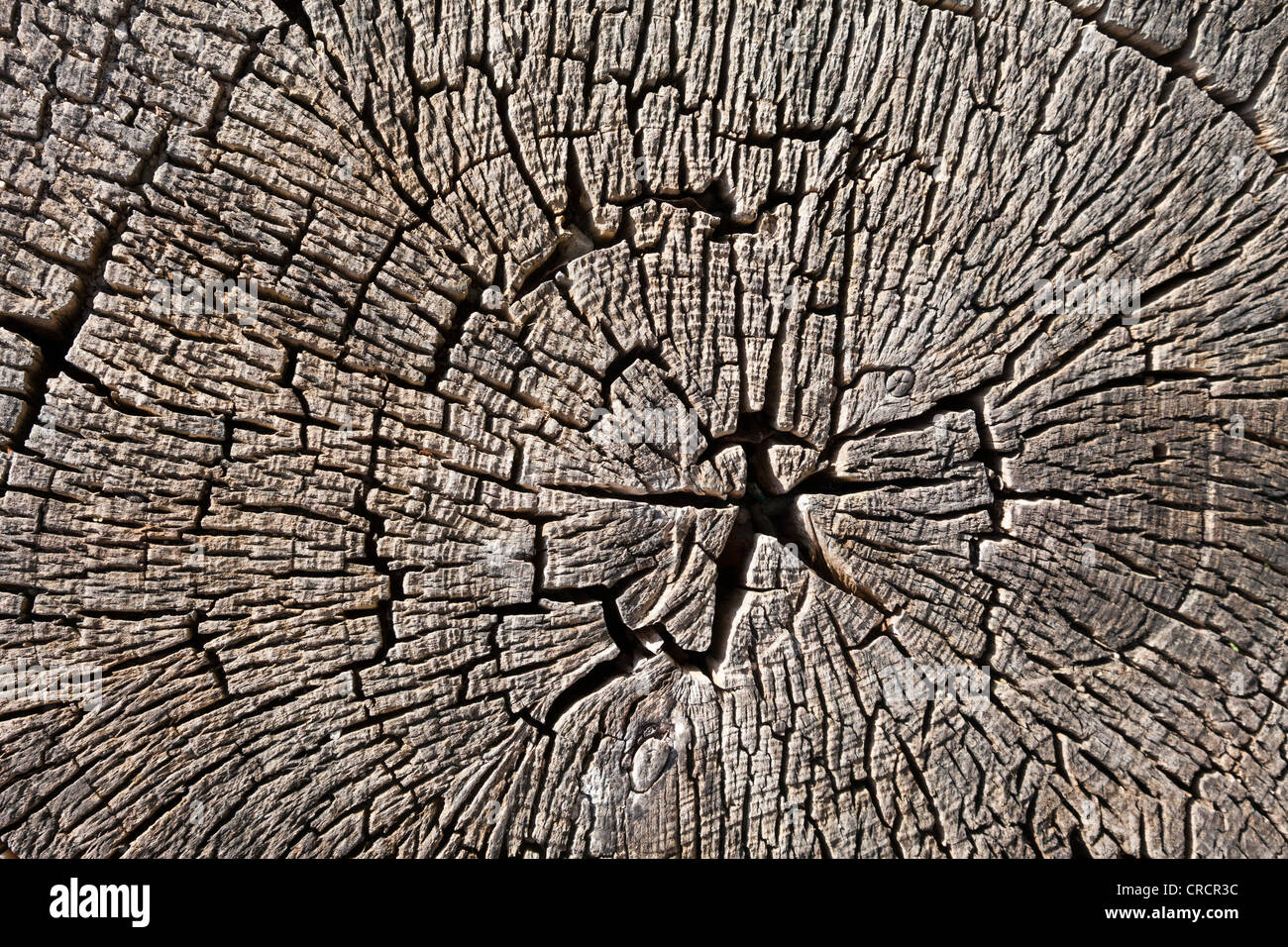 Wood Grain Close Up Full Frame Stock Photos & Wood Grain Close Up Full ...