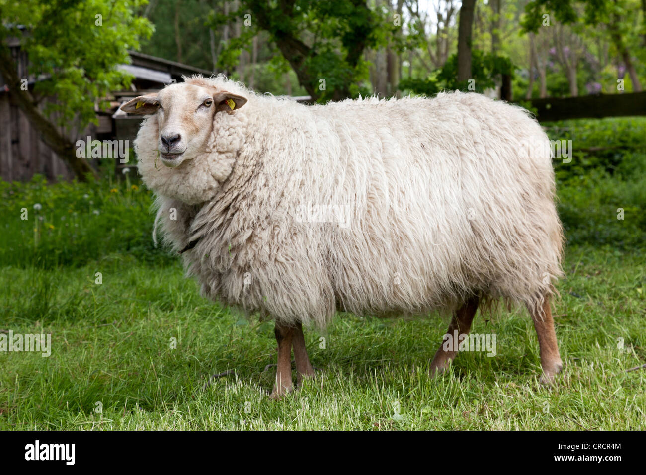 Sheep mammals with wool hi-res stock photography and images - Alamy