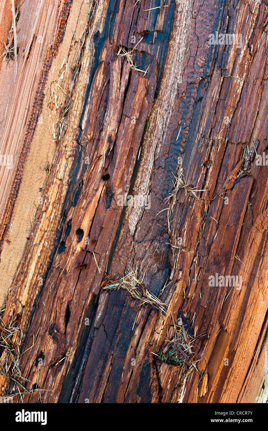 European Larch (Larix decidua), wood structure, Schwaz, Tyrol, Austria ...