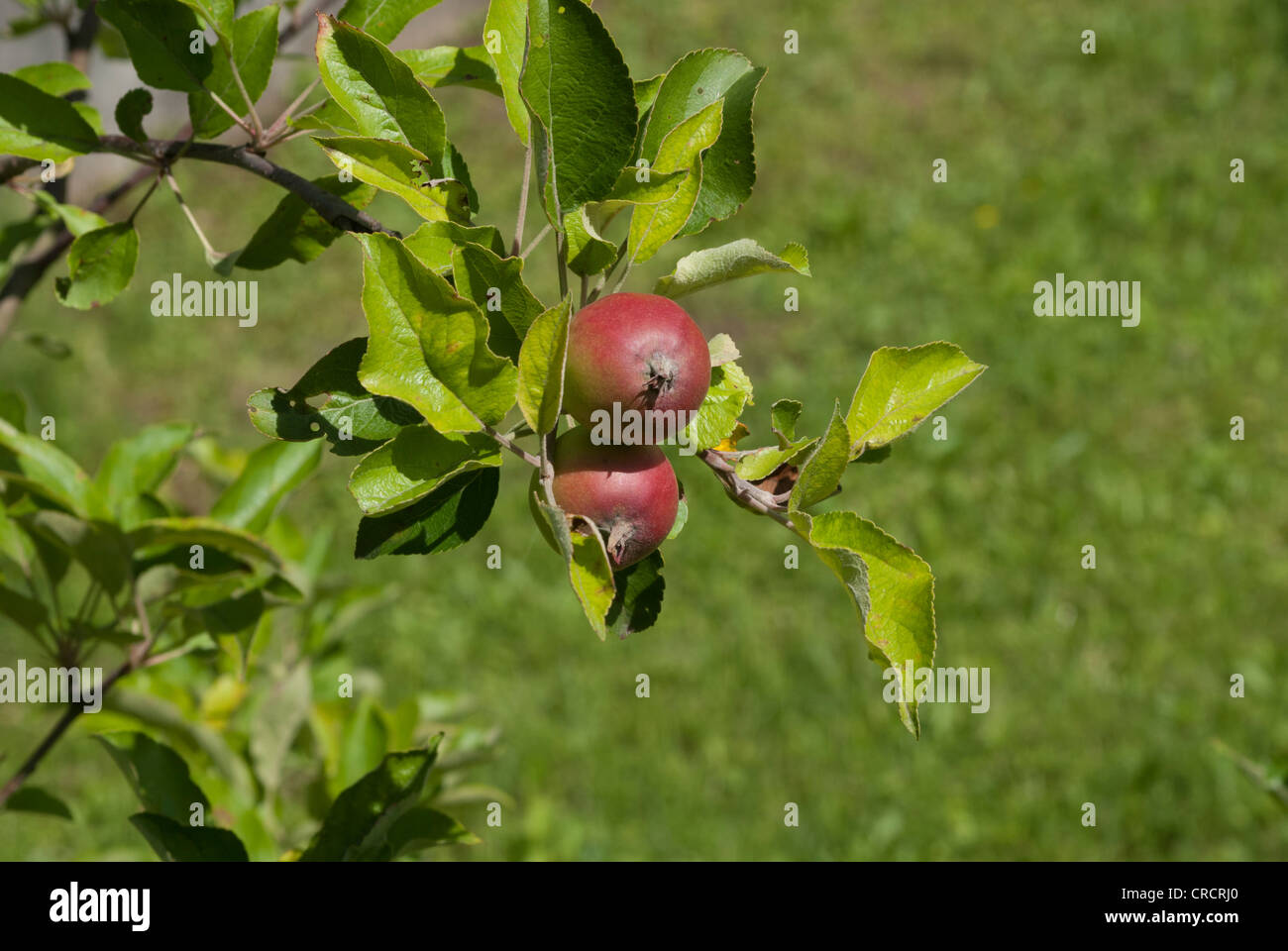 Apple on tree Stock Photo - Alamy