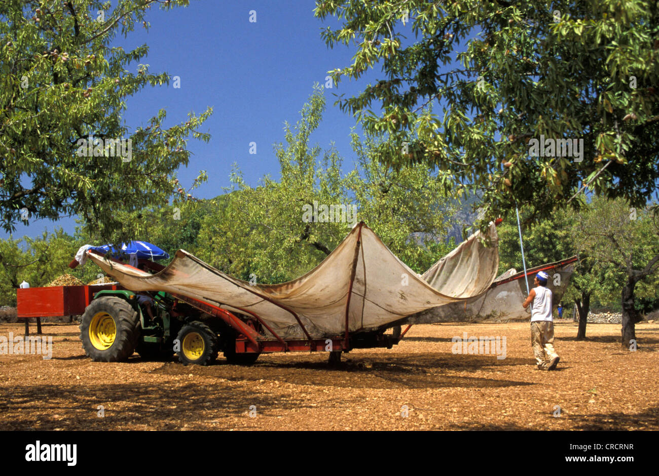 Almond harvest machine hi-res stock photography and images - Alamy