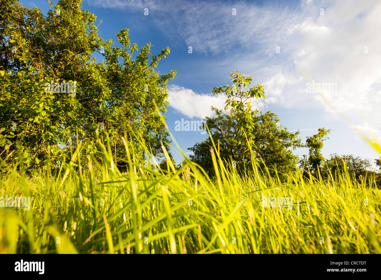 An old orchard near Pershore, Worcesterhsire, UK. The UK has lost a ...