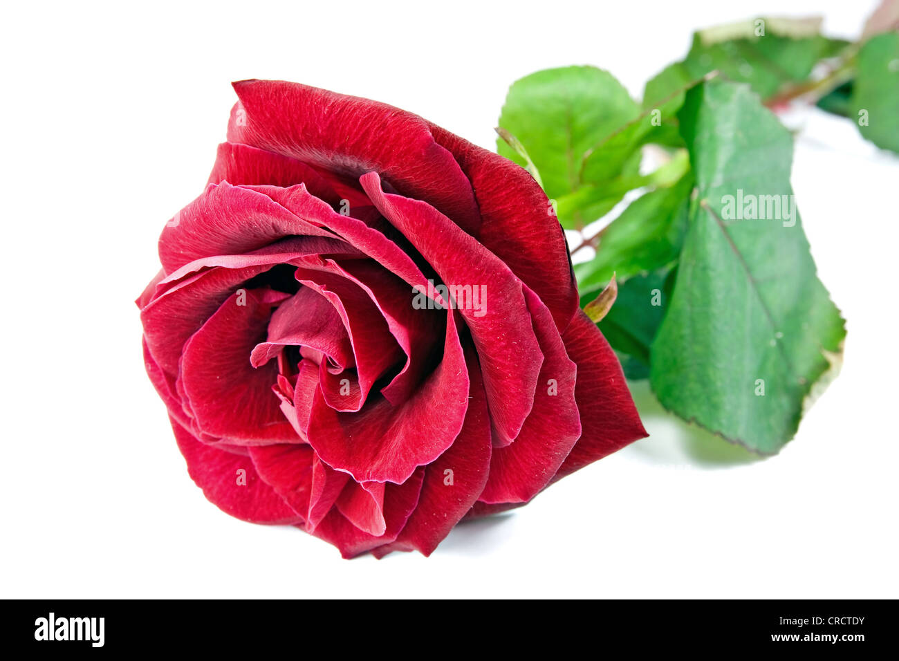 Single red rose isolated on white background Stock Photo - Alamy