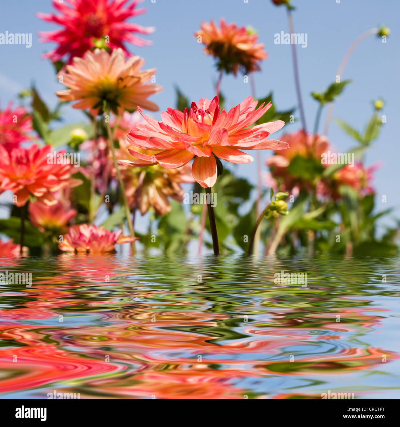 beautiful summer garden flowers with water reflection Stock Photo - Alamy