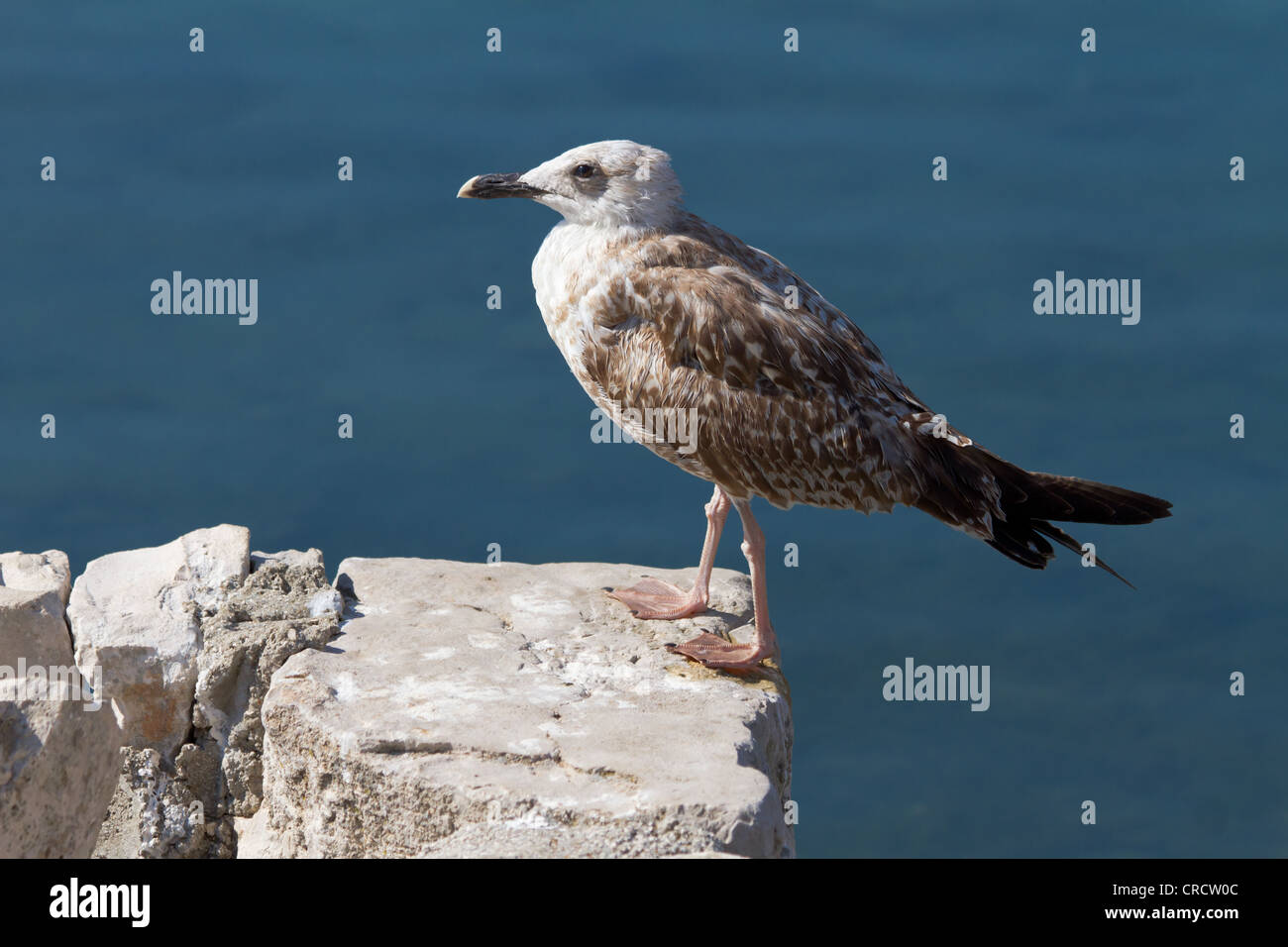 Seagull standing on the rock Stock Photo - Alamy