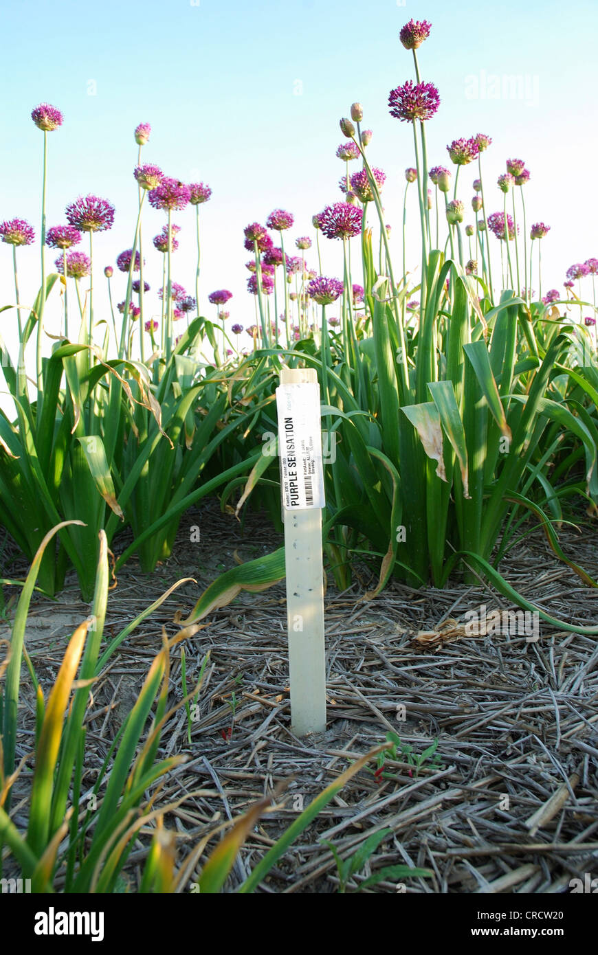 giant Persian allium (Allium aflatunense 'Purple Sensation', Allium ...