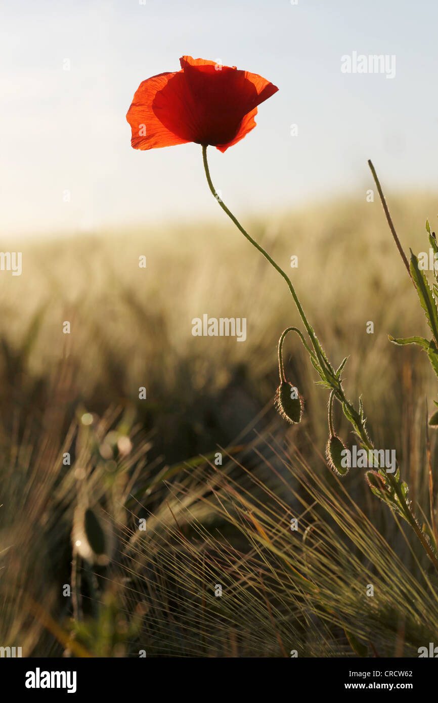 Poppy (Papaver rhoeas), single flower in a barley field, Polch ...