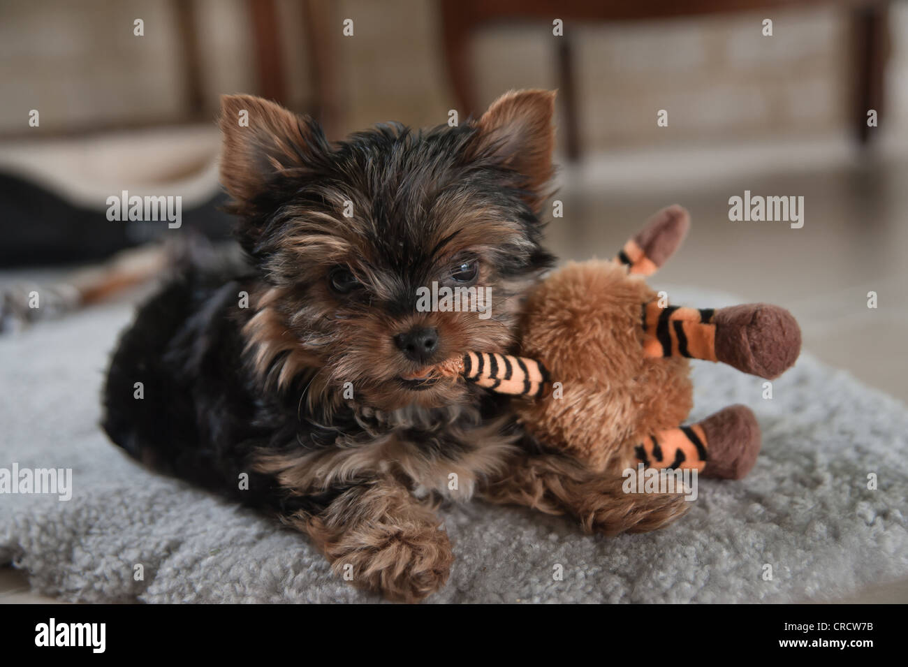 3 month old dog hi-res stock photography and images - Alamy