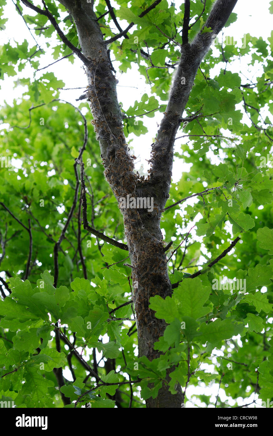 oak processionary moth (Thaumetopoea processionea), in cocoon Stock ...