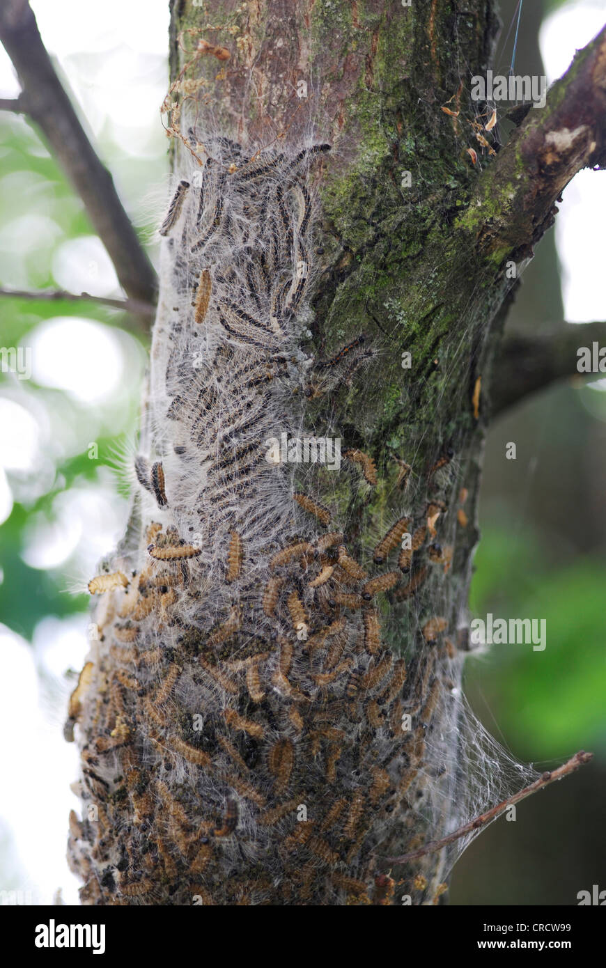 Oak processionary moth hi-res stock photography and images - Alamy