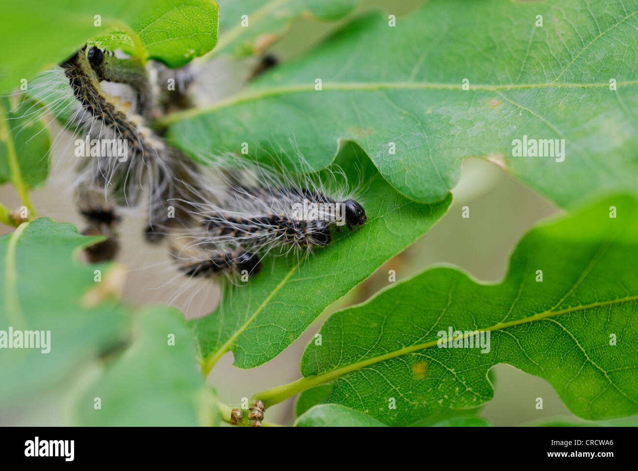 oak processionary moth (Thaumetopoea processionea), caterpillars on oak ...