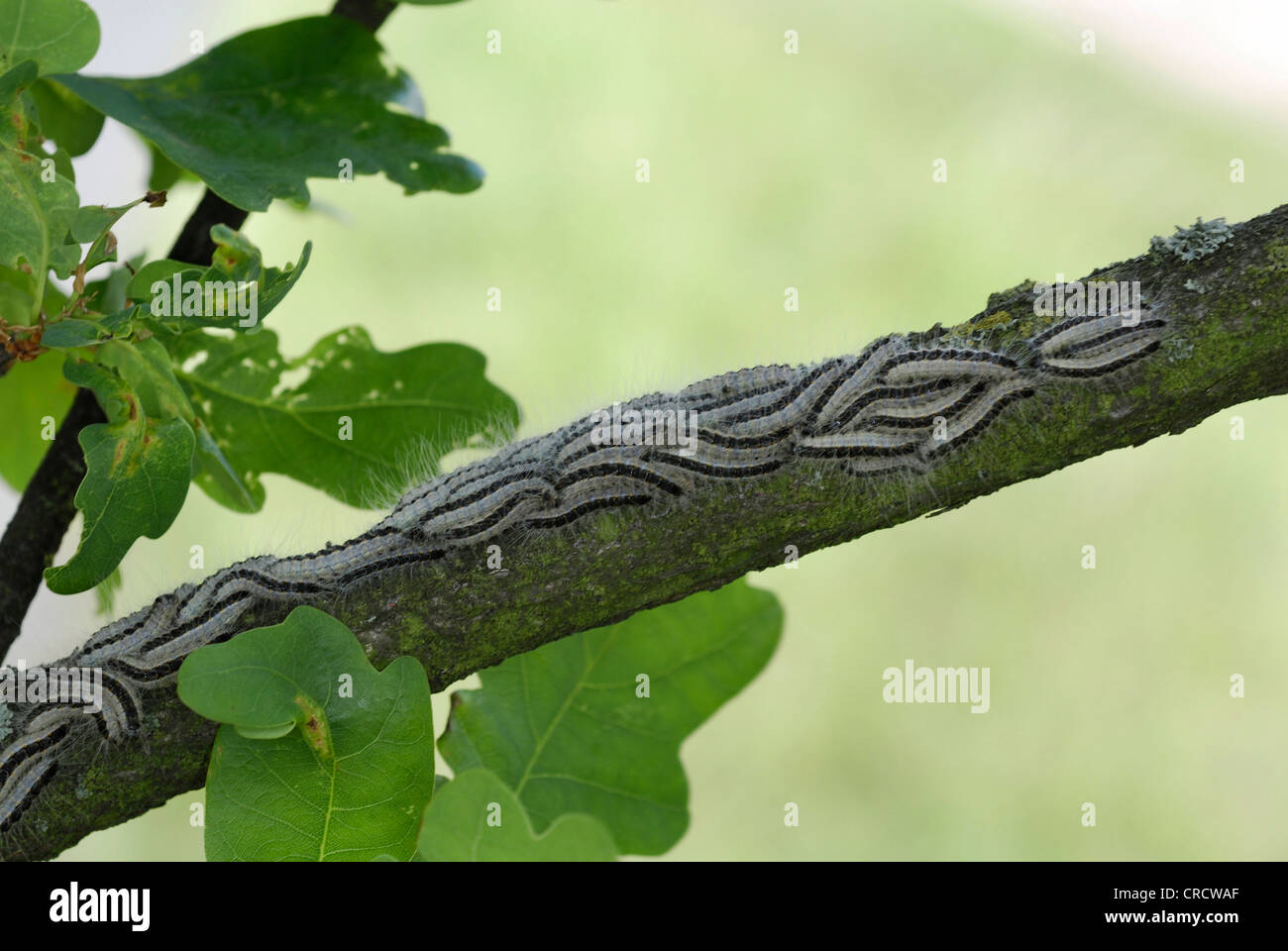 oak processionary moth (Thaumetopoea processionea), caterpillars on ...