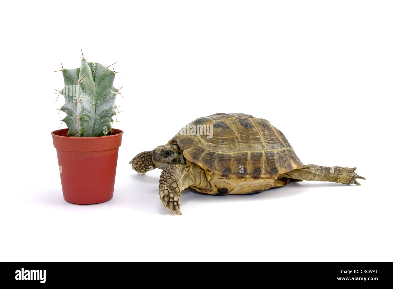 turtle and little cactus over a white background Stock Photo - Alamy